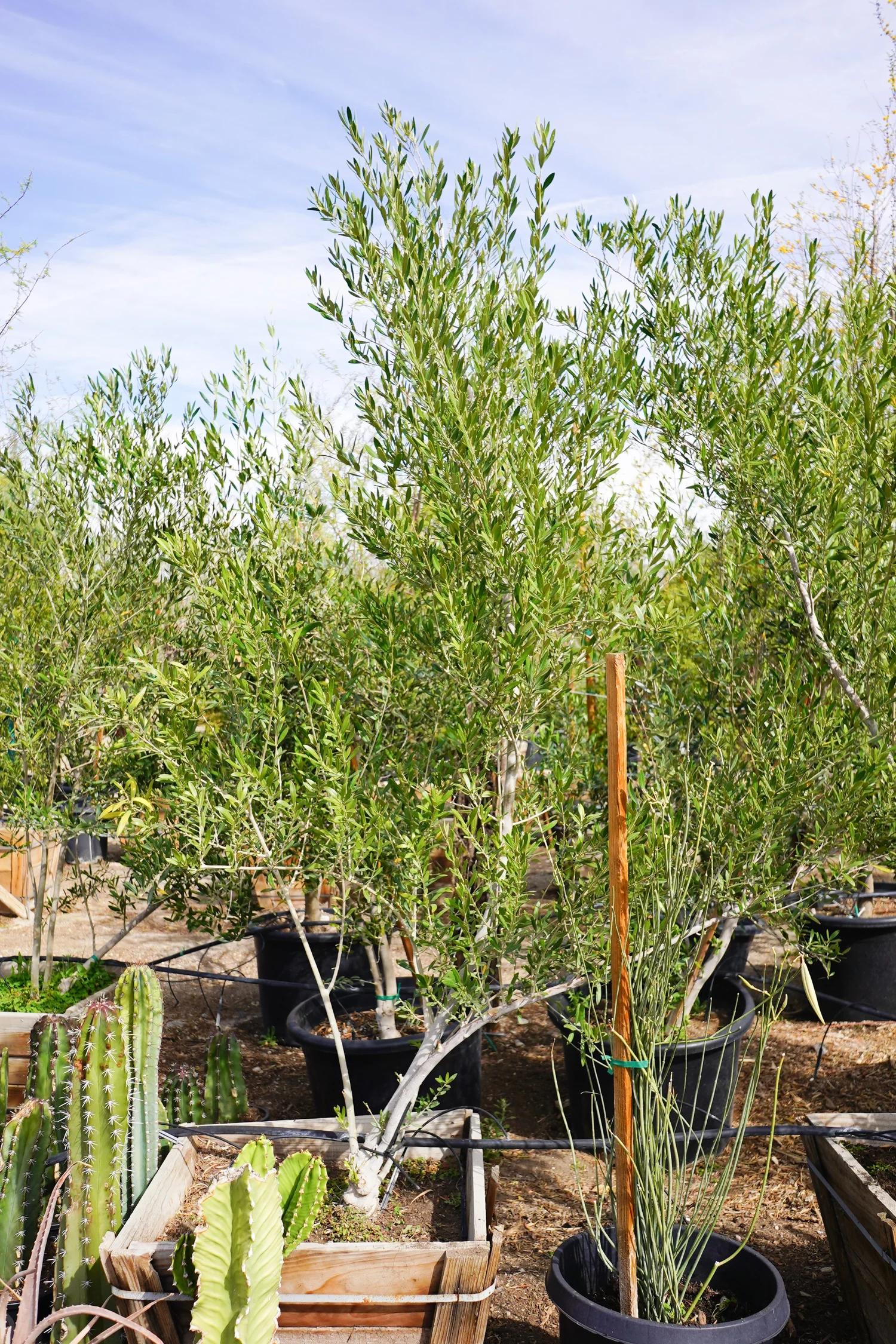 Olive Tree — GDNC Nursery