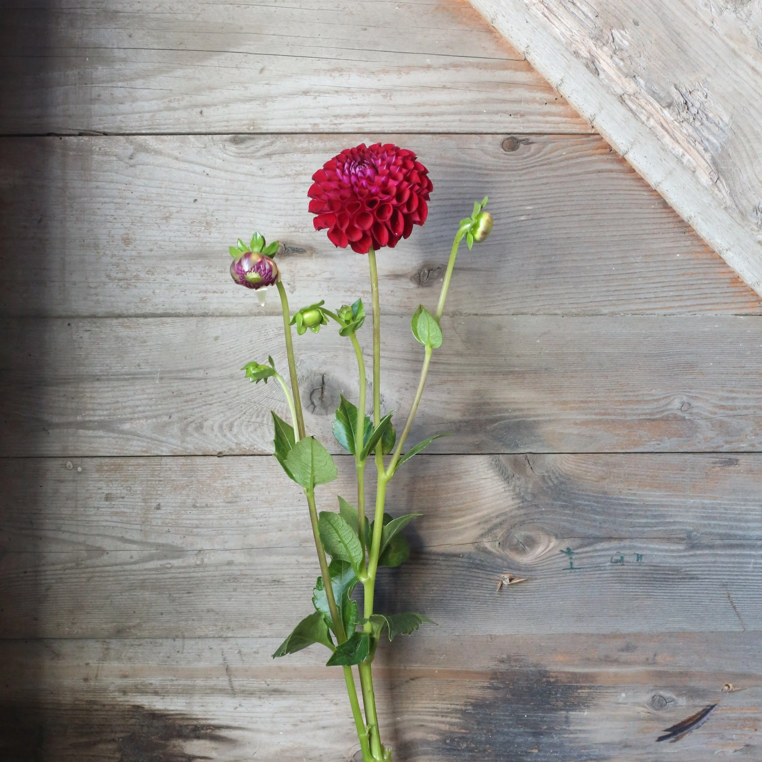 Shop — Dahlia Shed