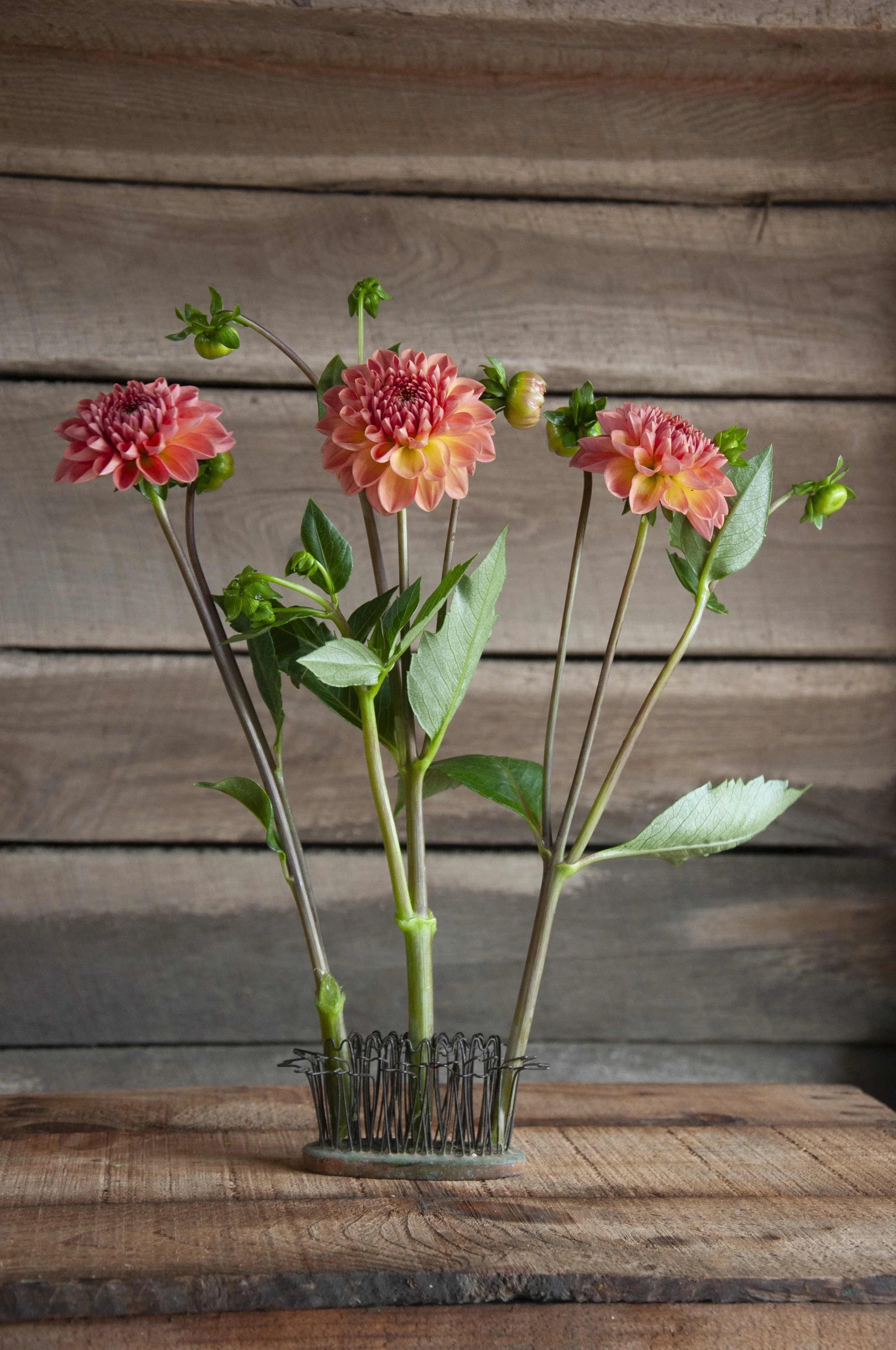 Dahlia Larks Ebbe Le 3 Tubers — Dahlia Shed