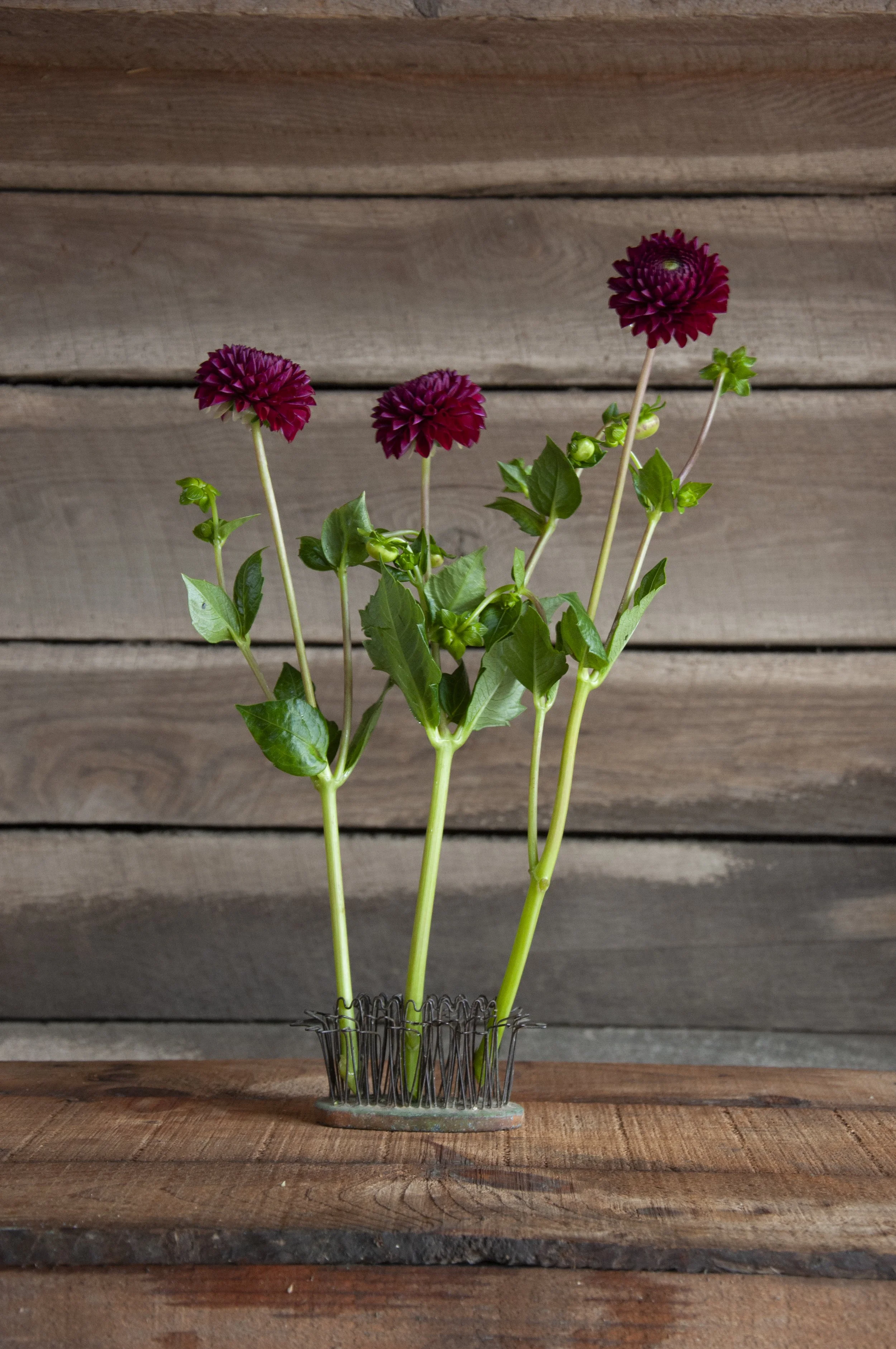 Wine Dahlia Tuber Collection — Dahlia Shed