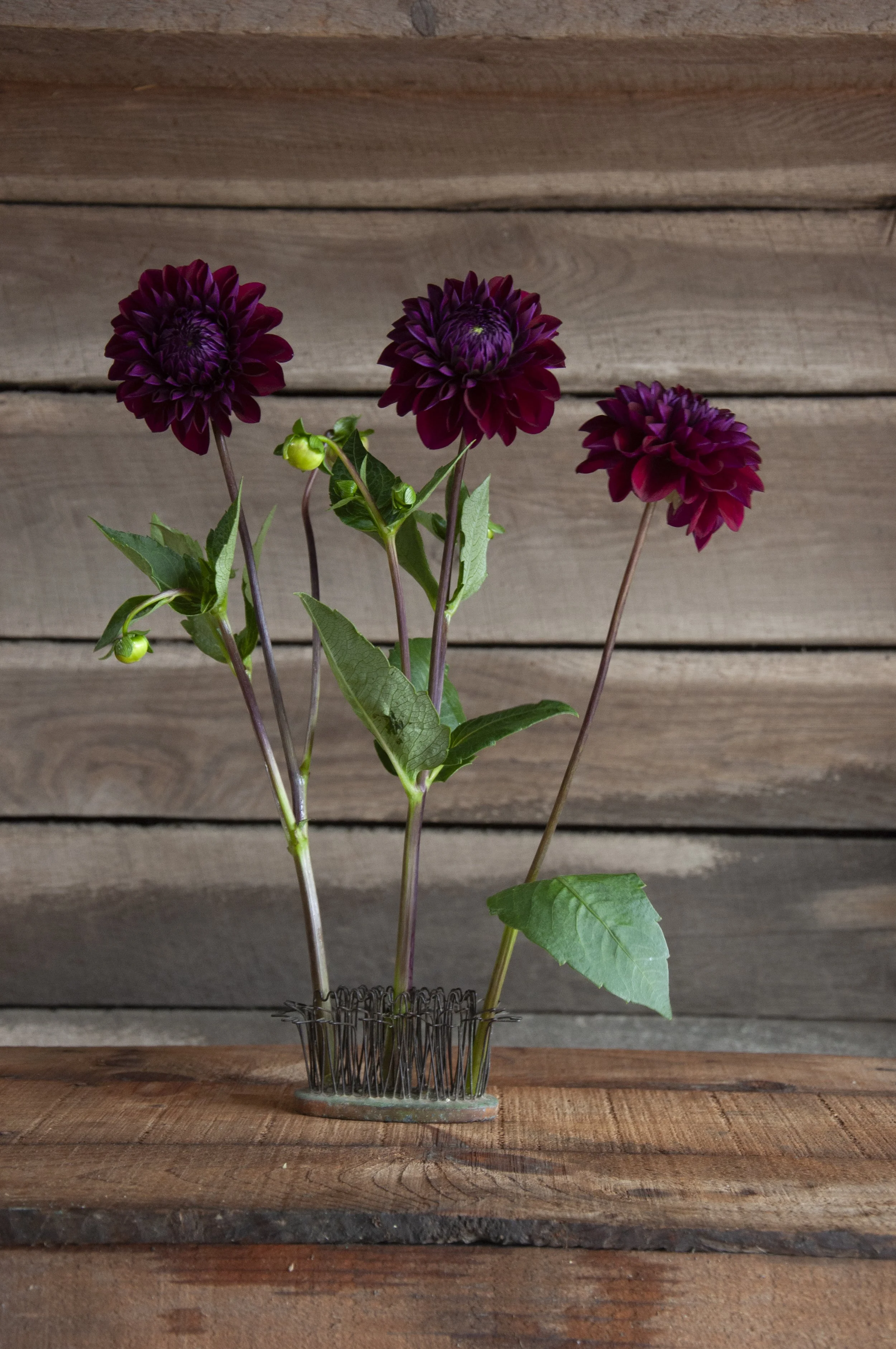 Wine Dahlia Tuber Collection — Dahlia Shed