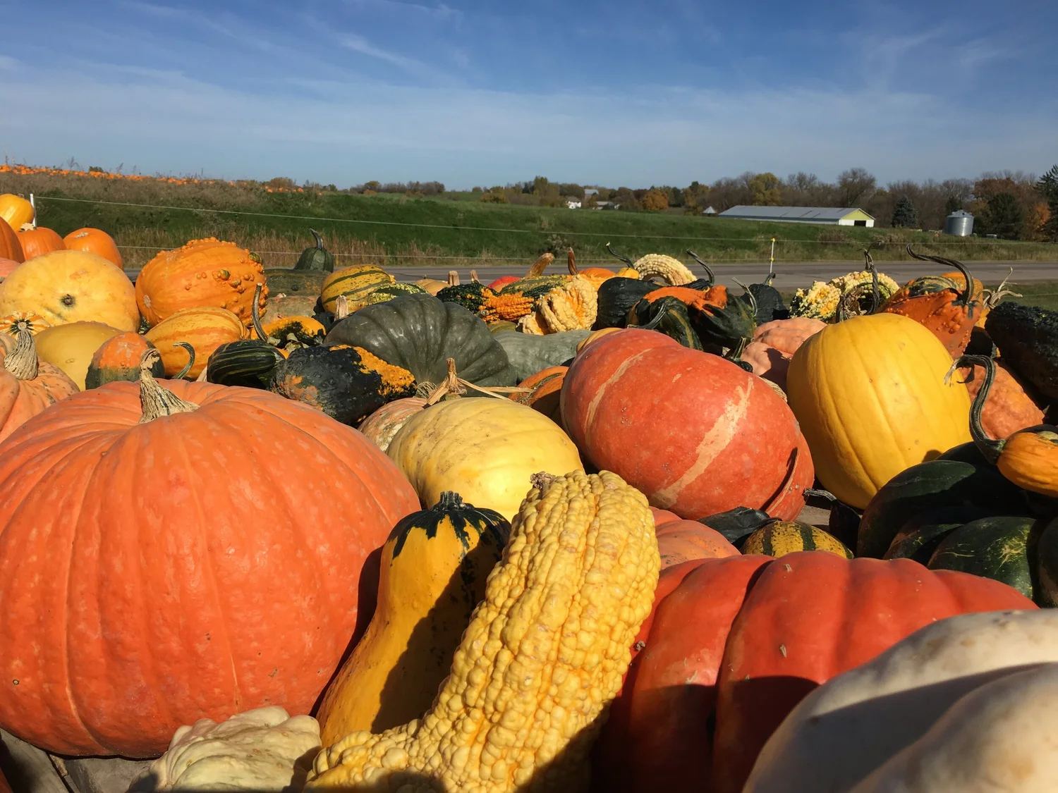 Roasted Butternut Squash Cheesy Pockets — Mideast to Midwest