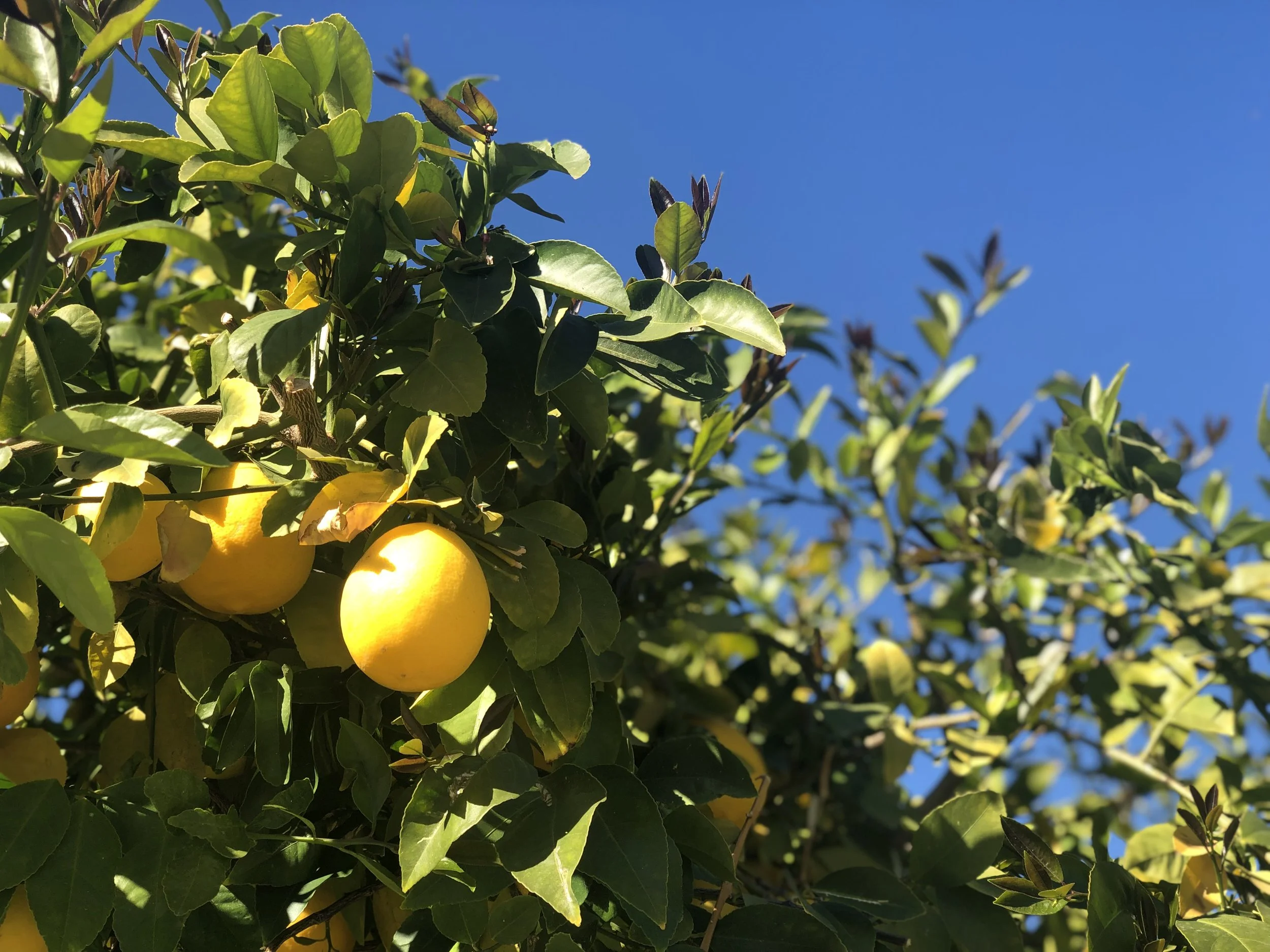 Winter's Citrus Sunshine — Mideast to Midwest