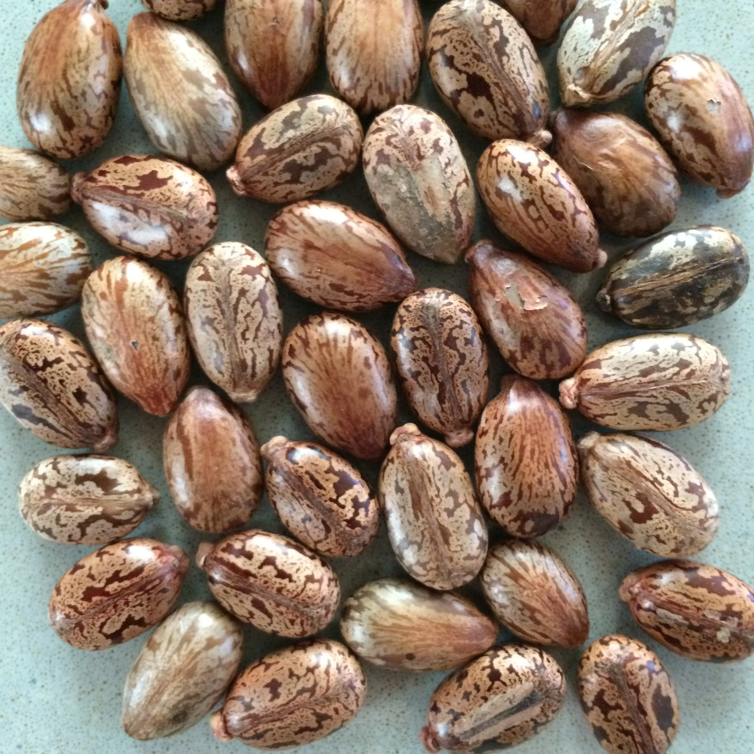Edgewood Nursery - Unusual Edible, Medicinal and Local Ecotype Native ...