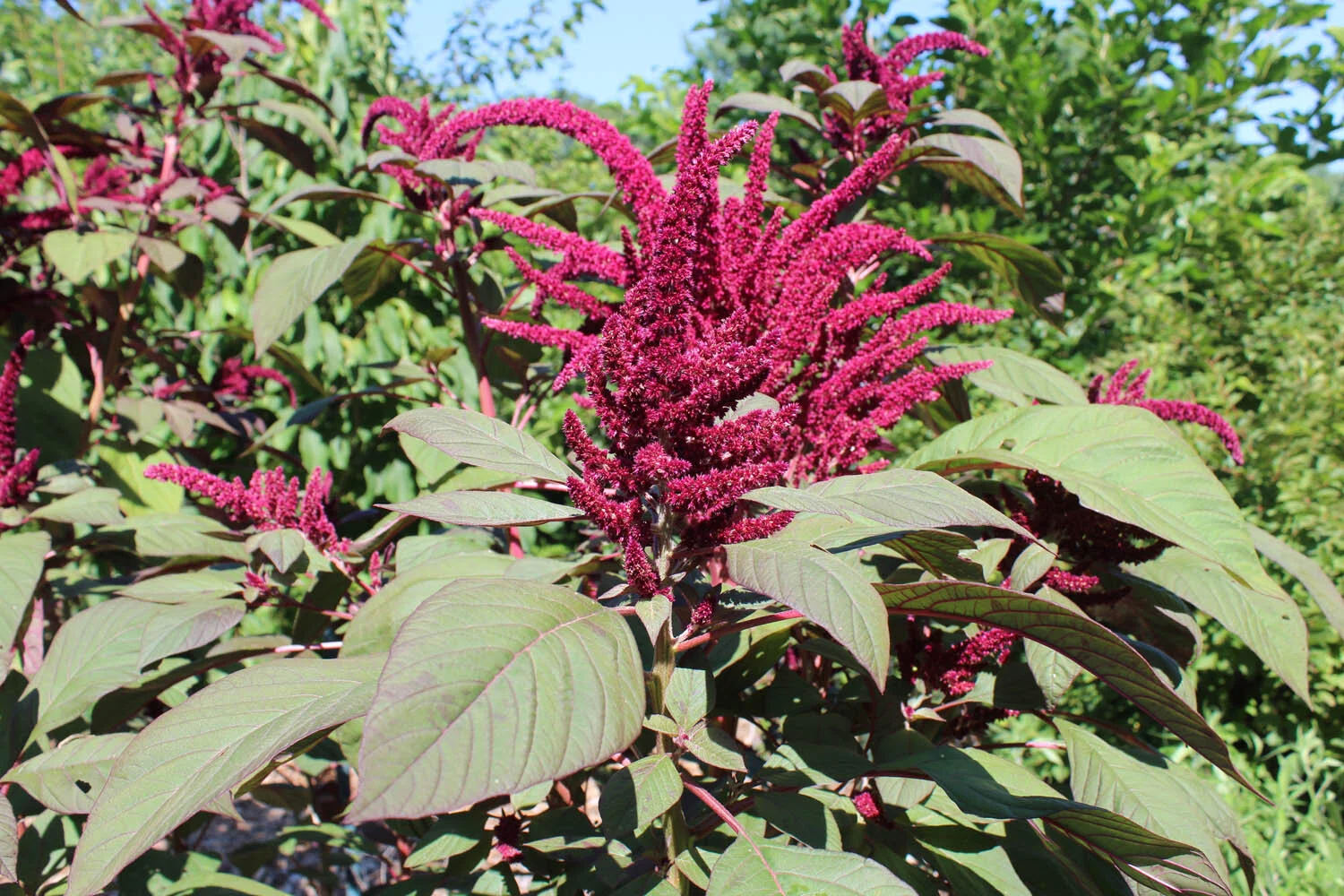 "Opopeo" Grain Amaranth (Amaranthus hybridus) Seed Packet — Edgewood ...