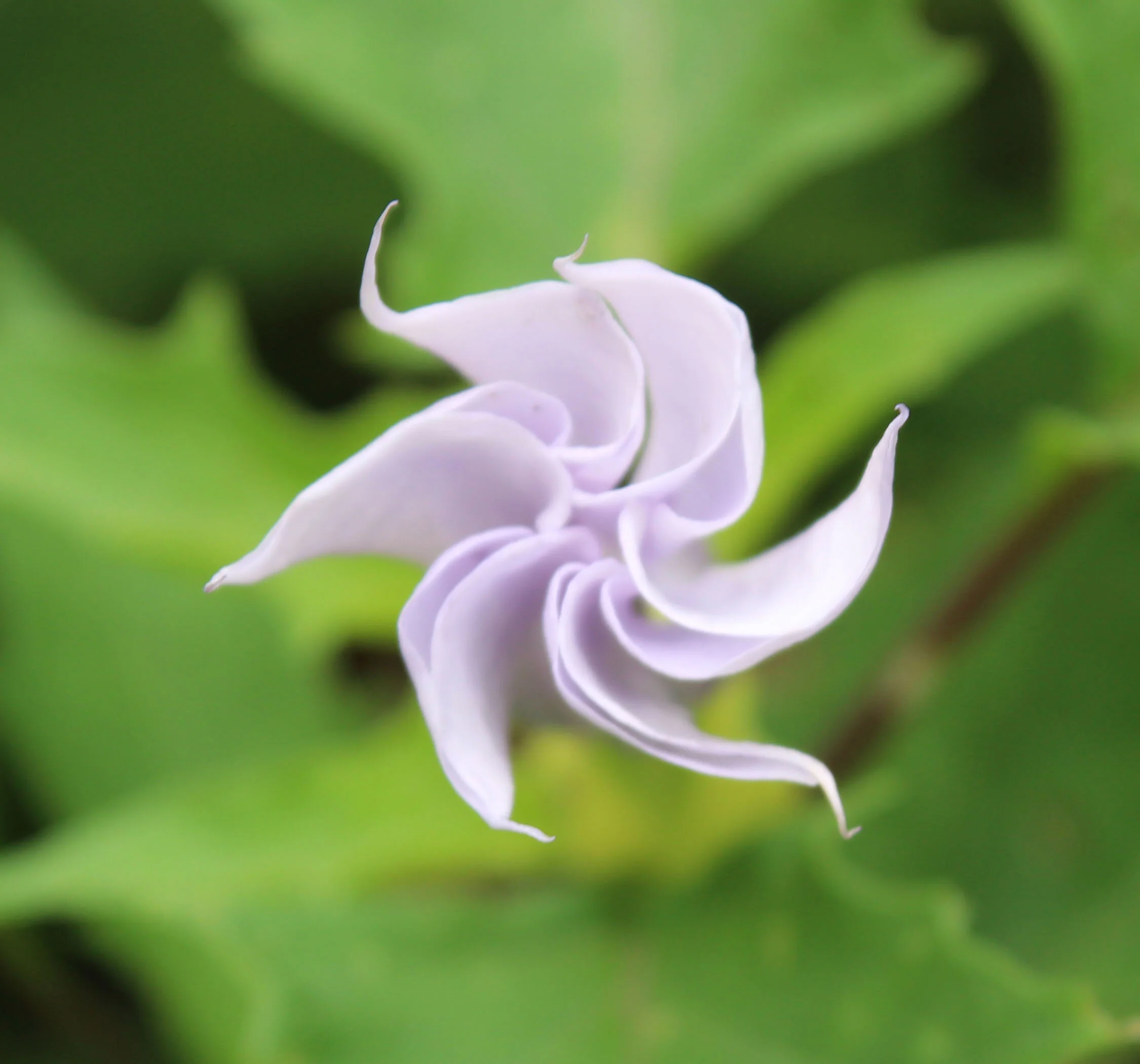 "Cambridge Feral" Datura (Datura stramonium) Seed Packet — Edgewood Nursery