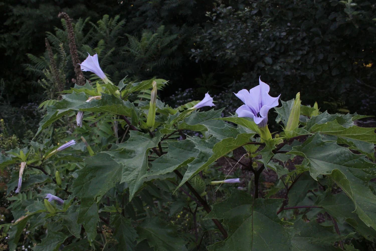"Cambridge Feral" Datura (Datura stramonium) Seed Packet — Edgewood Nursery