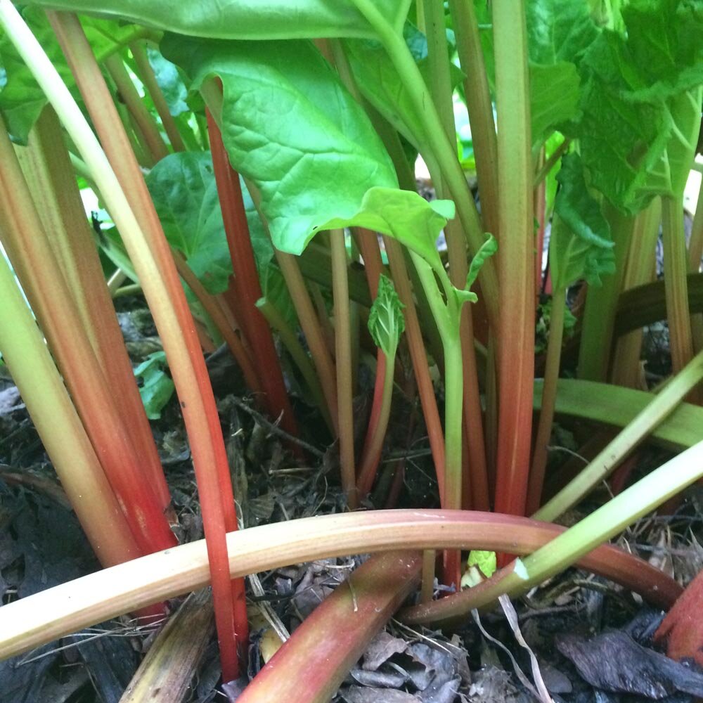Edgewood Nursery - Unusual Edible, Medicinal and Local Ecotype Native ...