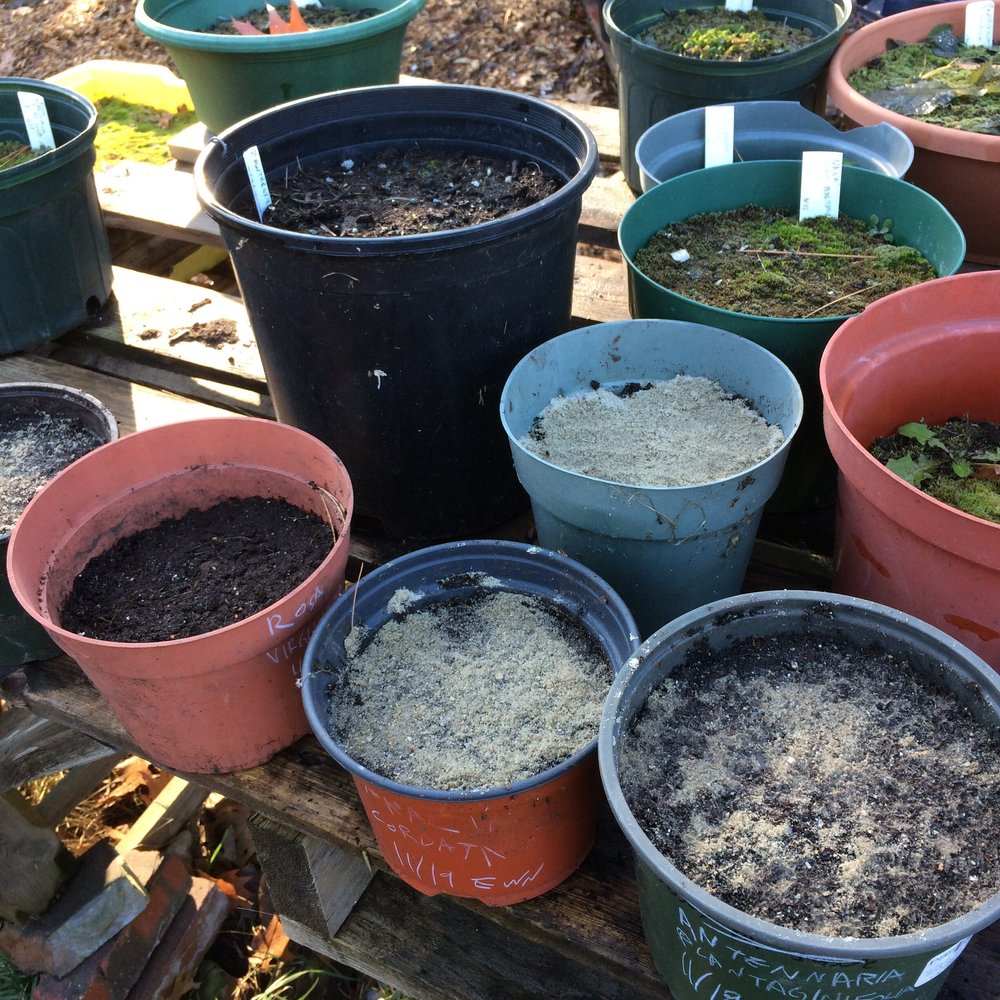 Stratification — Edgewood Nursery