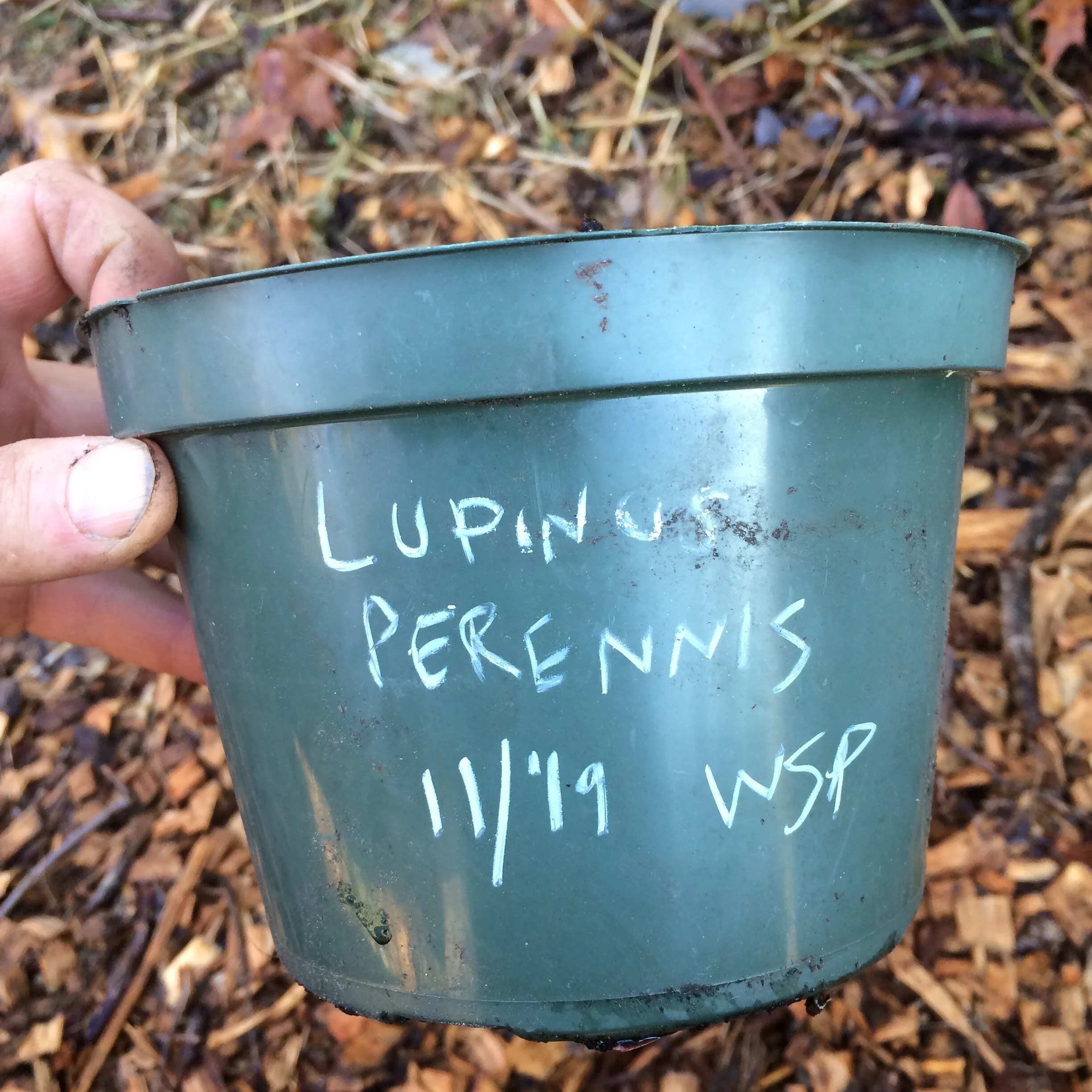 Stratification — Edgewood Nursery