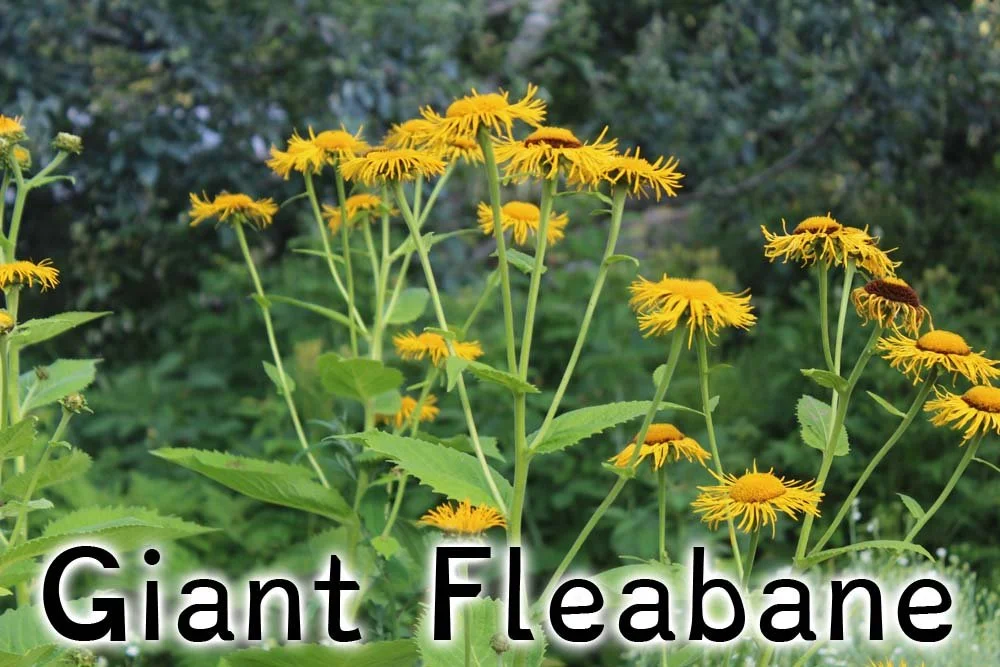 Elecampane / Pushkarmool / Giant Fleabane (Inula racemosa, I. magnifica ...
