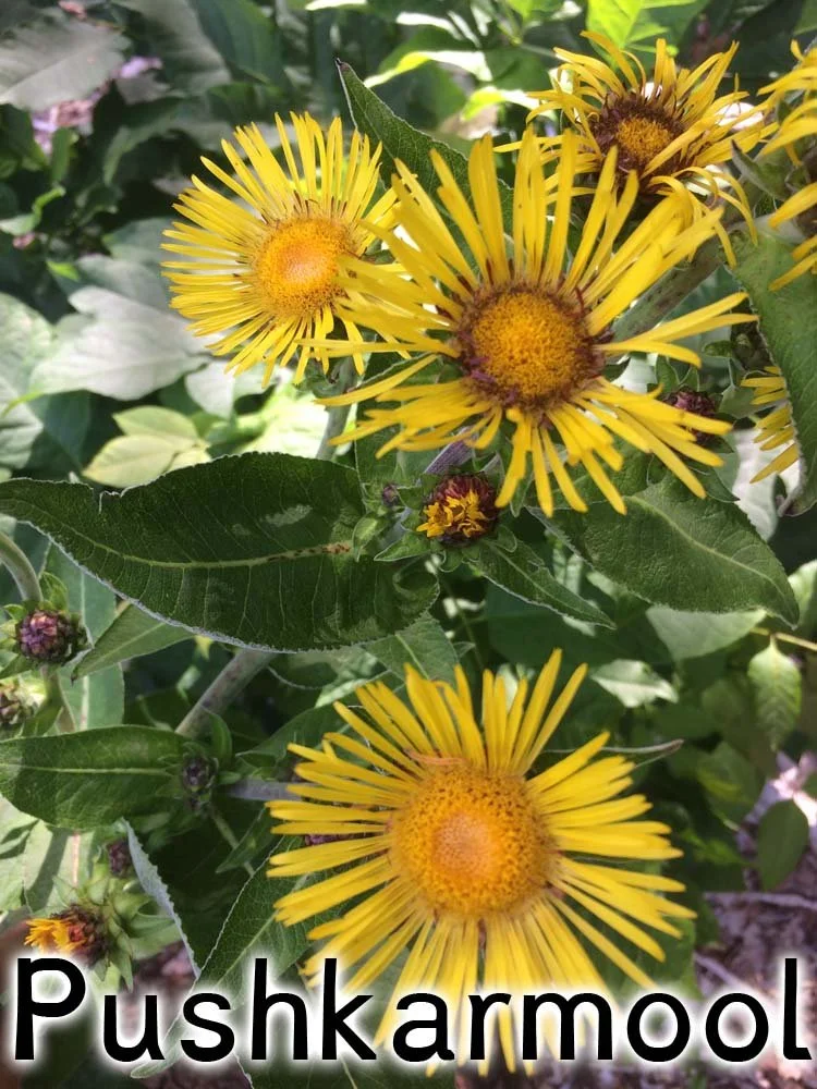 Elecampane / Pushkarmool / Giant Fleabane (Inula racemosa, I. magnifica ...
