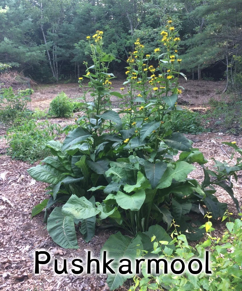 Elecampane / Pushkarmool / Giant Fleabane (Inula racemosa, I. magnifica ...