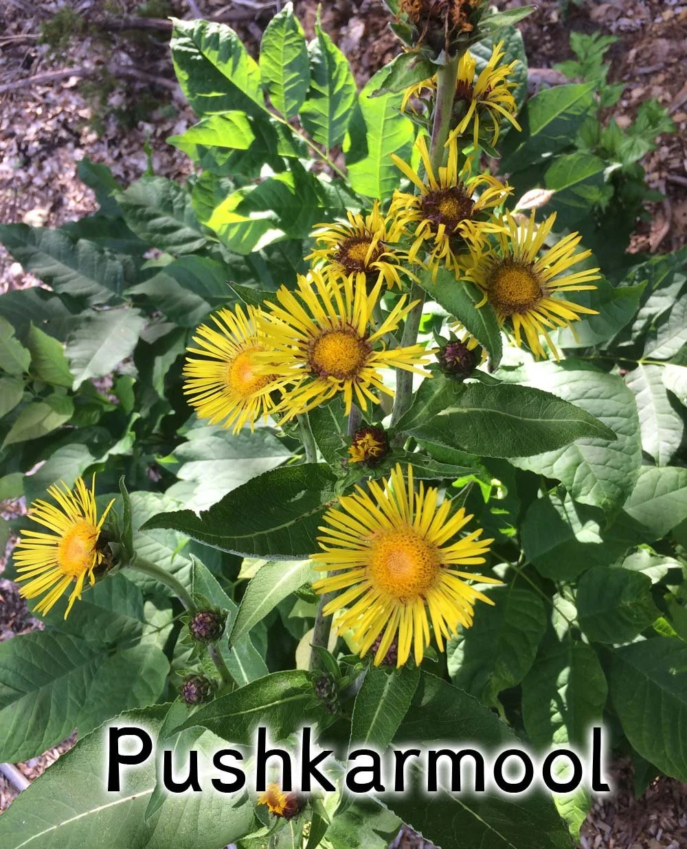 Elecampane / Pushkarmool / Giant Fleabane (Inula racemosa, I. magnifica ...