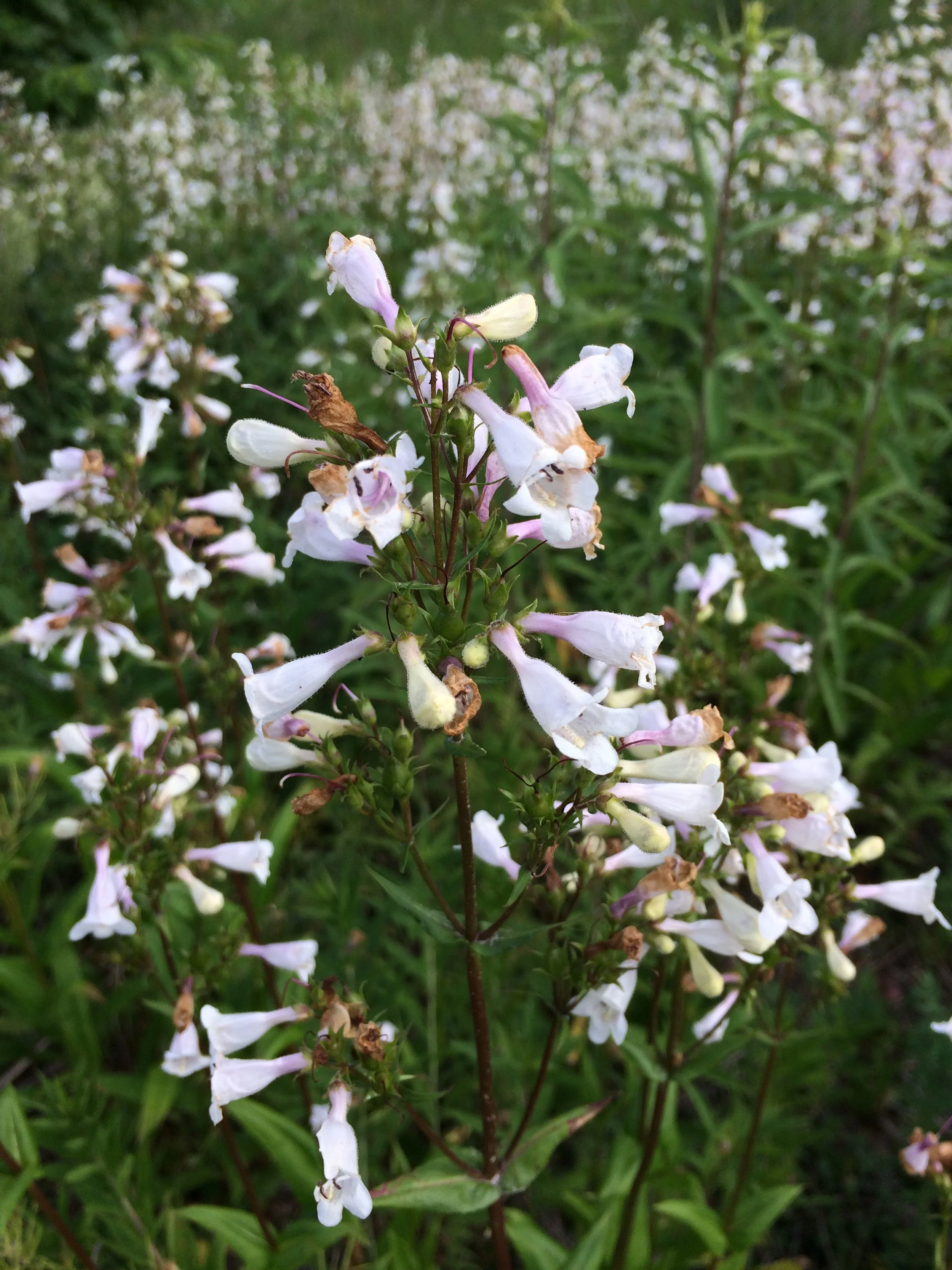 Edgewood Nursery - Unusual Edible, Medicinal and Local Ecotype Native ...