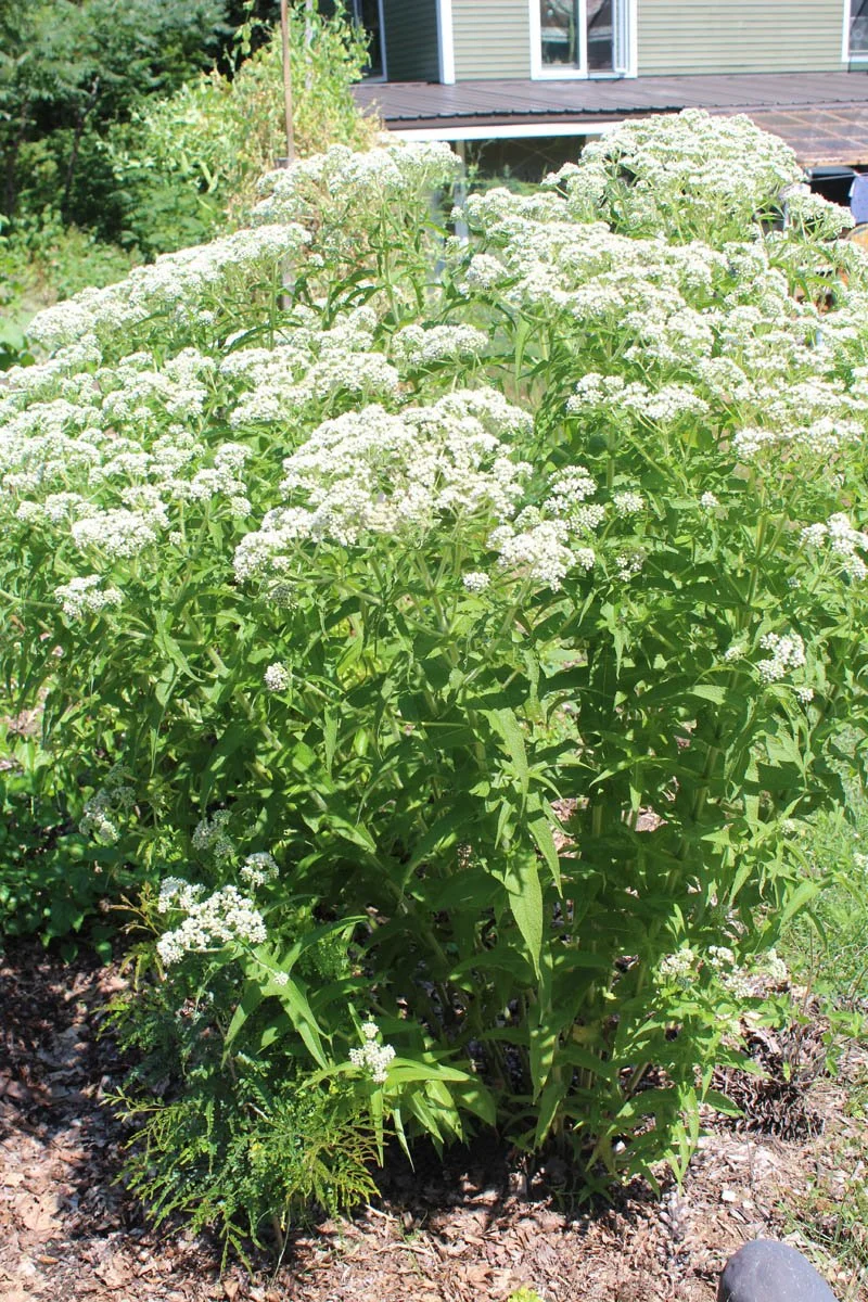 Edgewood Nursery - Unusual Edible, Medicinal and Local Ecotype Native ...