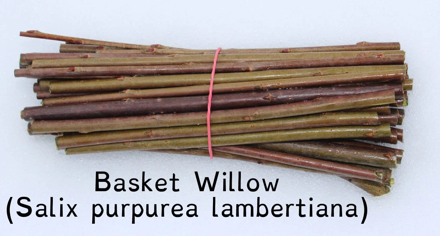 Willows (Salix spp.) Cuttings or Plants - 2 Varieties — Edgewood Nursery
