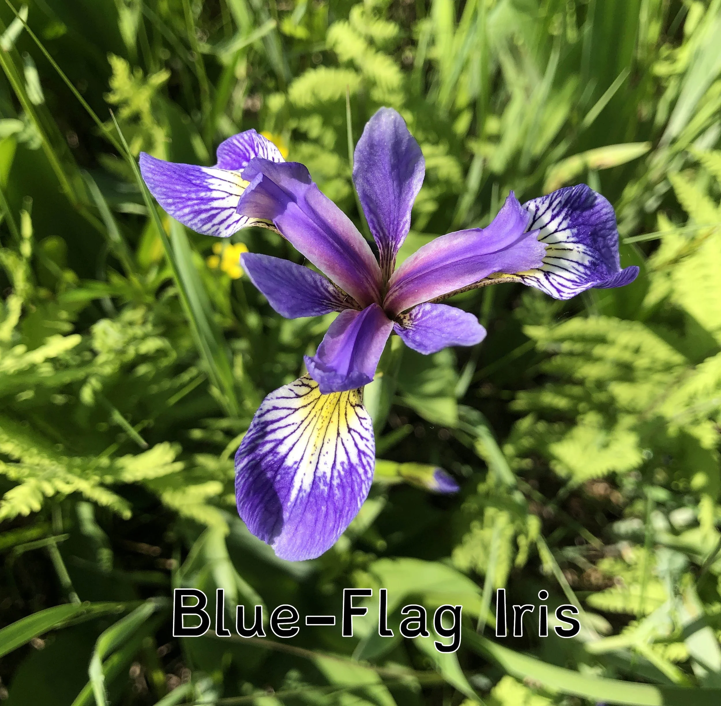 Native Iris - Blue-Flag Iris (Iris versacolor) and Beach Head Iris ...