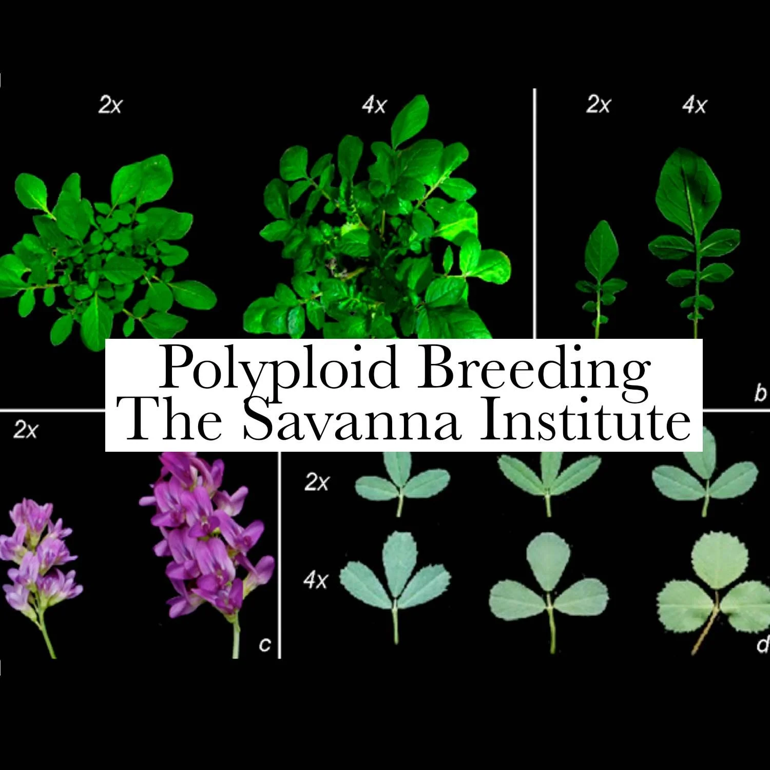 Propaganda by the Seed Podcast — Edgewood Nursery