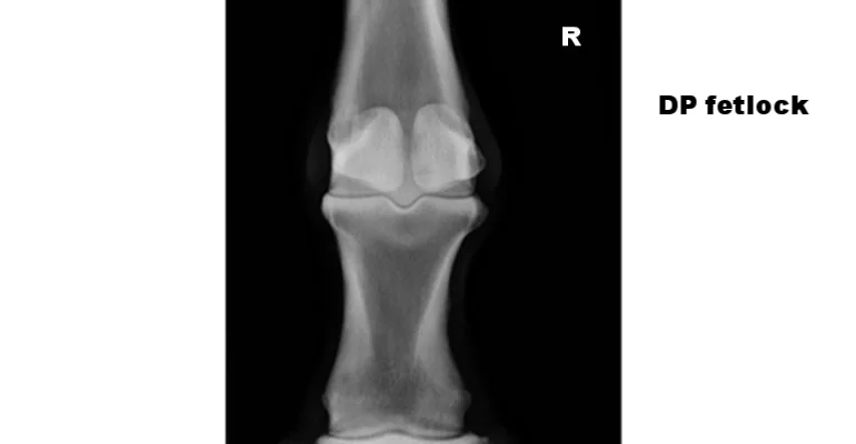 Diagnostic Imaging — Vet Nursing Education
