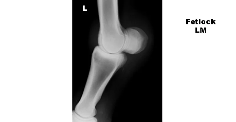 Diagnostic Imaging — Vet Nursing Education