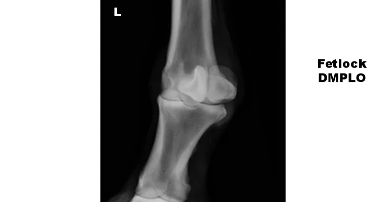 Diagnostic Imaging — Vet Nursing Education