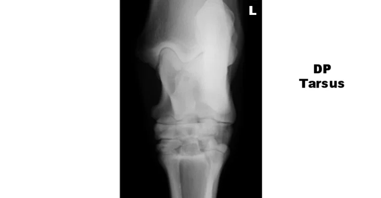 Diagnostic Imaging — Vet Nursing Education