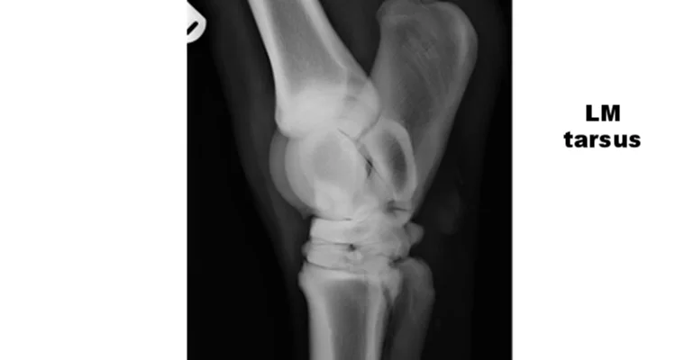 Diagnostic Imaging — Vet Nursing Education