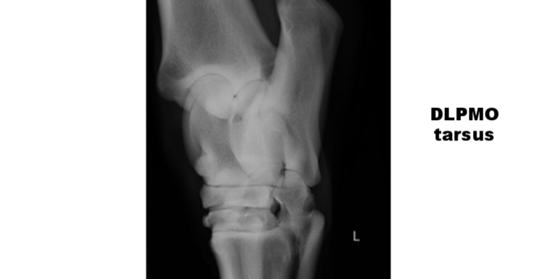 Diagnostic Imaging — Vet Nursing Education