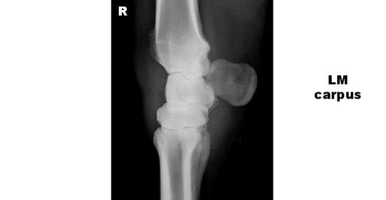 Diagnostic Imaging — Vet Nursing Education