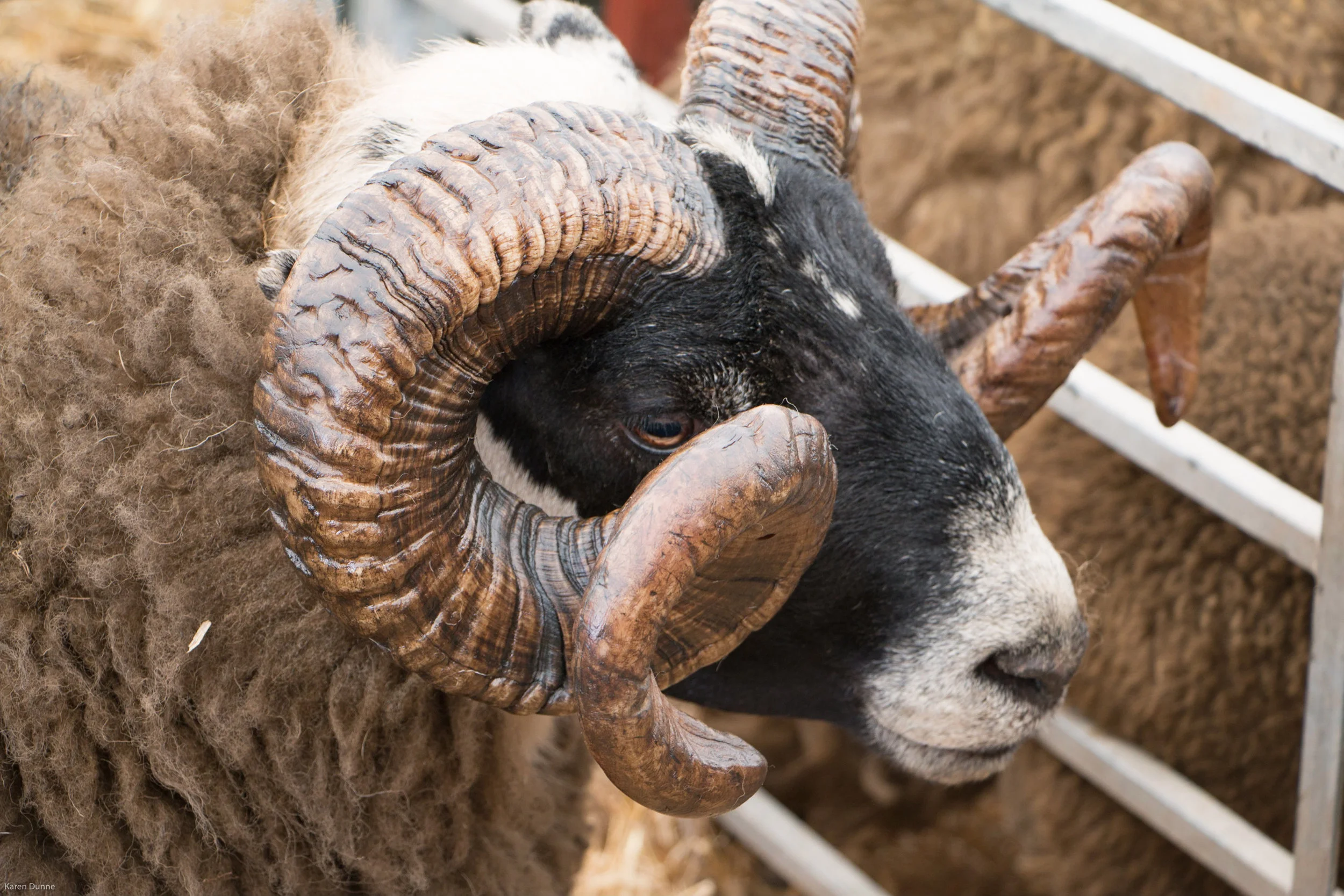 Disbudding calves — Vet Nursing Education