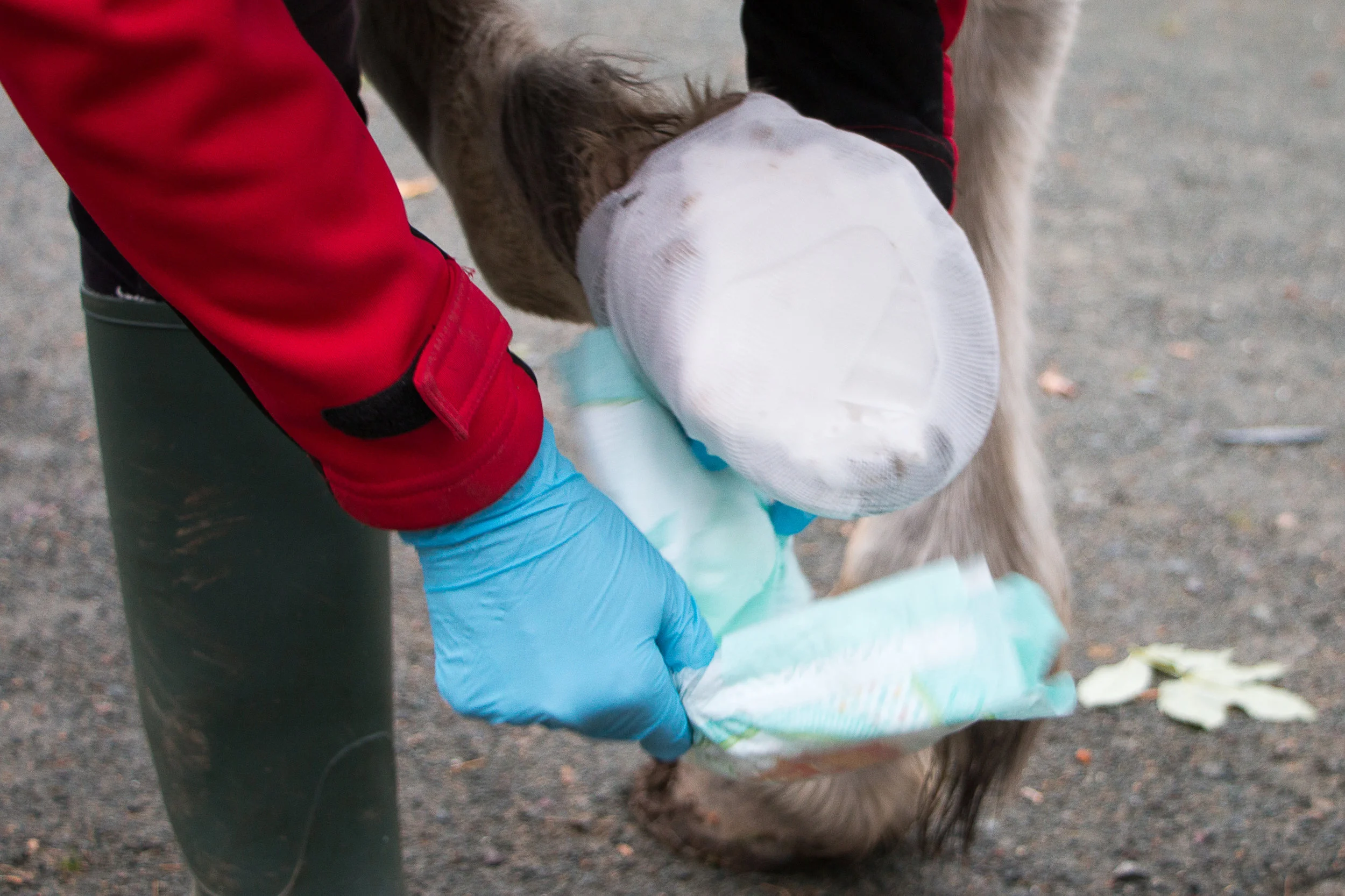 Hand Hygiene — Vet Nursing Education