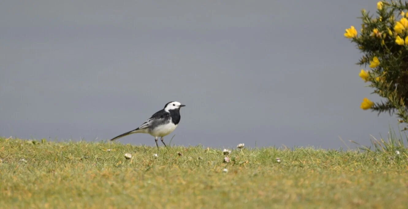 Five Pied Wagtail Facts and a Poem — Arran Wild Walks