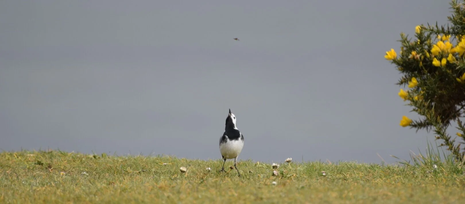 Five Pied Wagtail Facts and a Poem — Arran Wild Walks