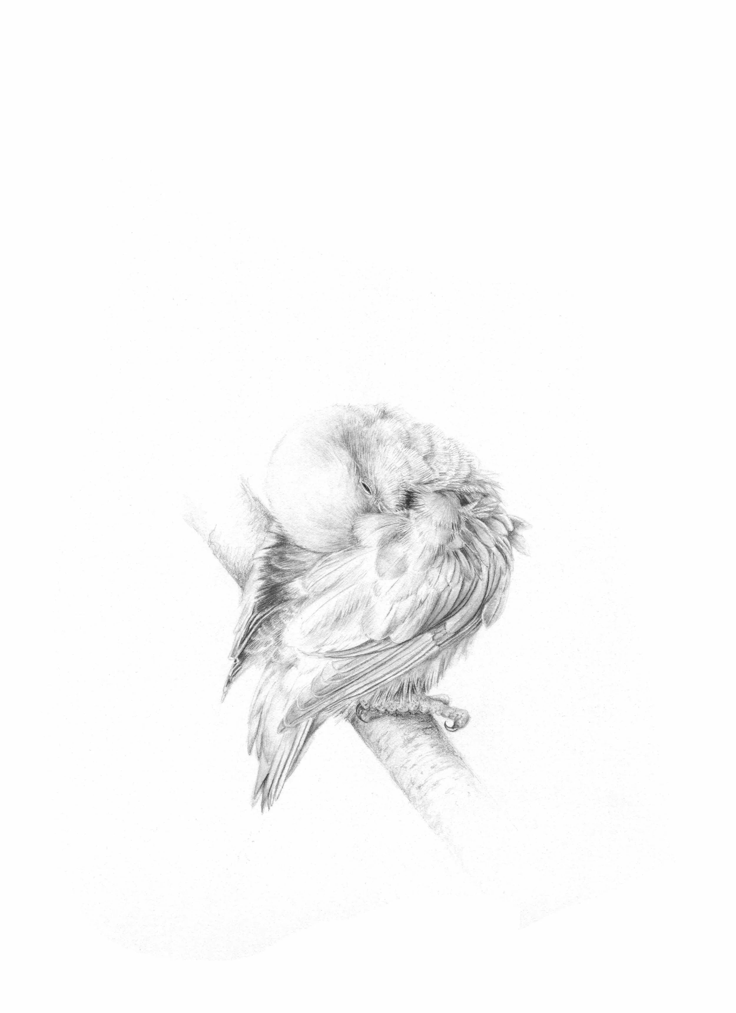 FEATURE ARTIST | Robin Meiklejohn — gallery of small things