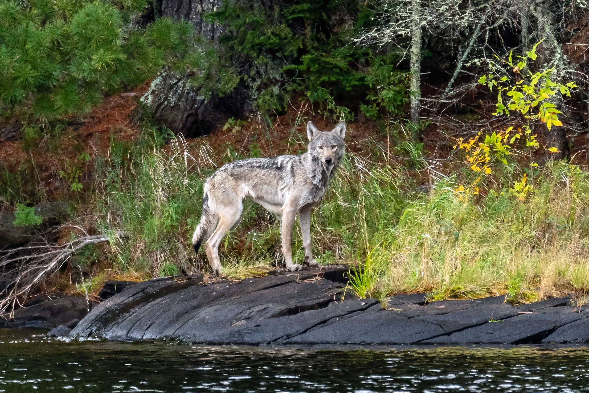 Wild Voyageurs — Voyageurs Conservancy