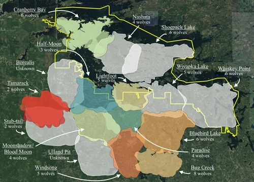 The single greatest enigma in wolf biology: wolf pup survival ...