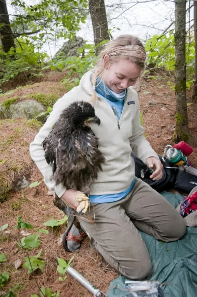 Eagle Banding in Voyageurs National Park — Voyageurs Conservancy