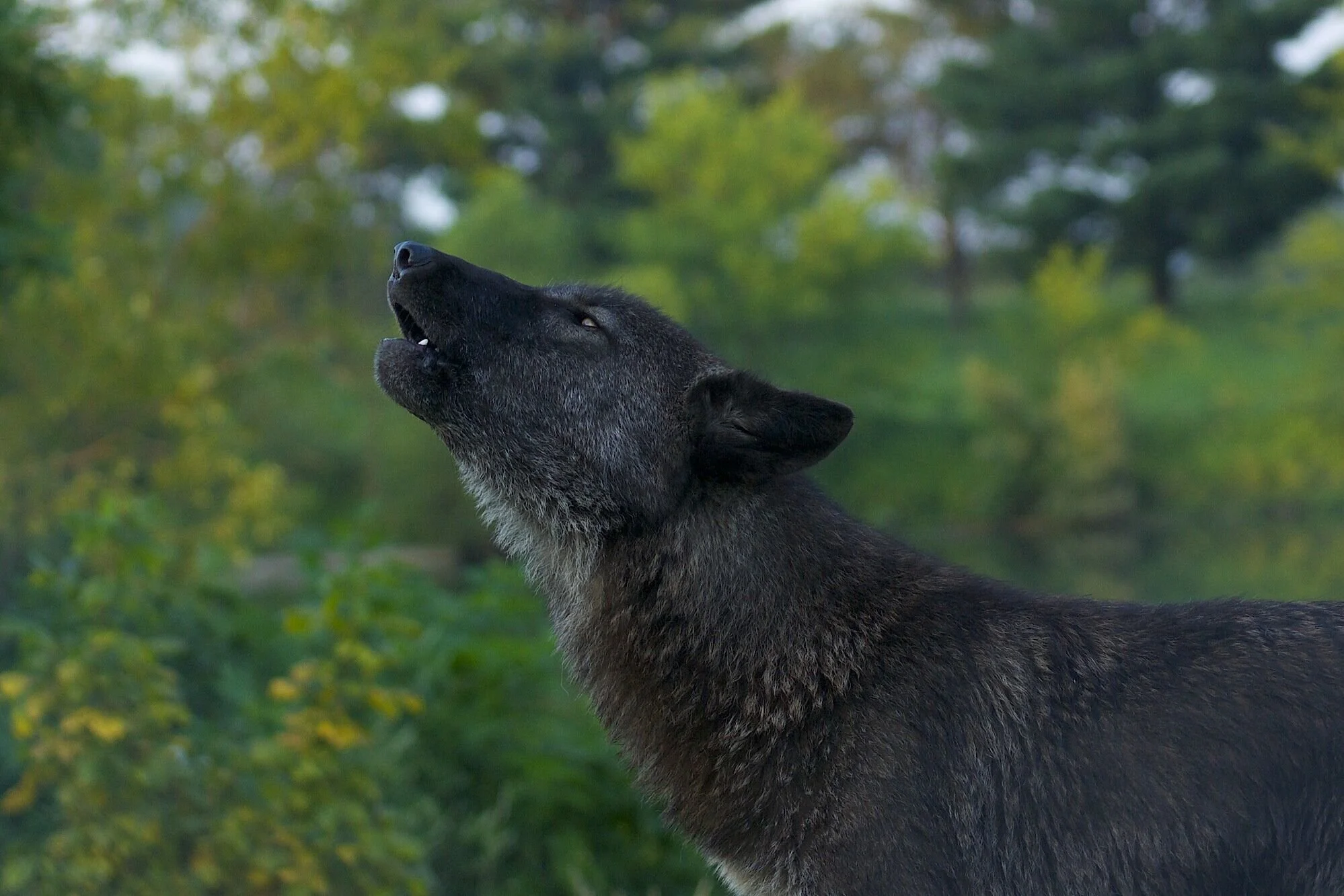Understanding the Secret Lives of Wolves in the Northwoods — Voyageurs ...