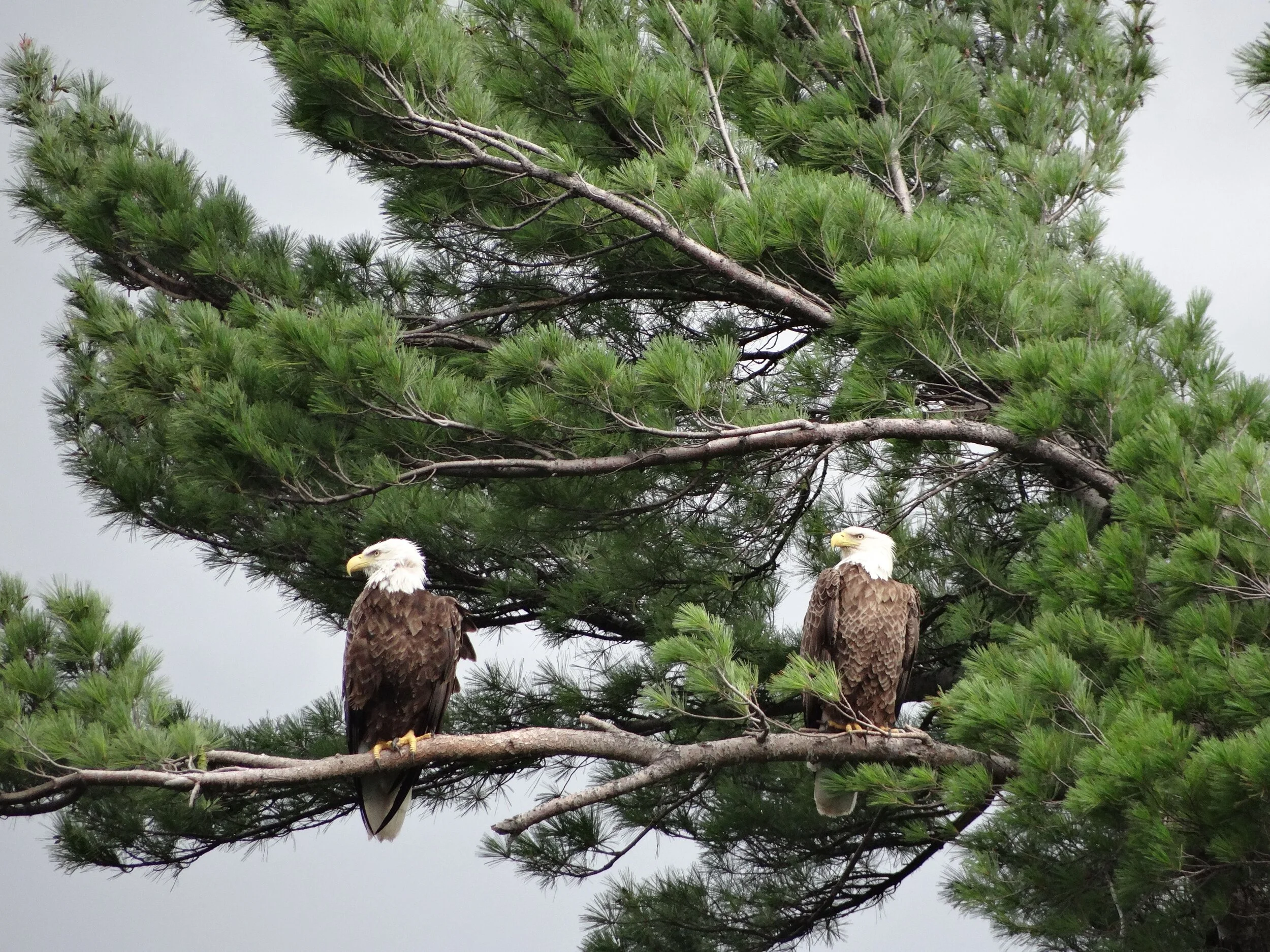 Protected Bald Eagle Nesting Areas In Voyageurs National Park ...
