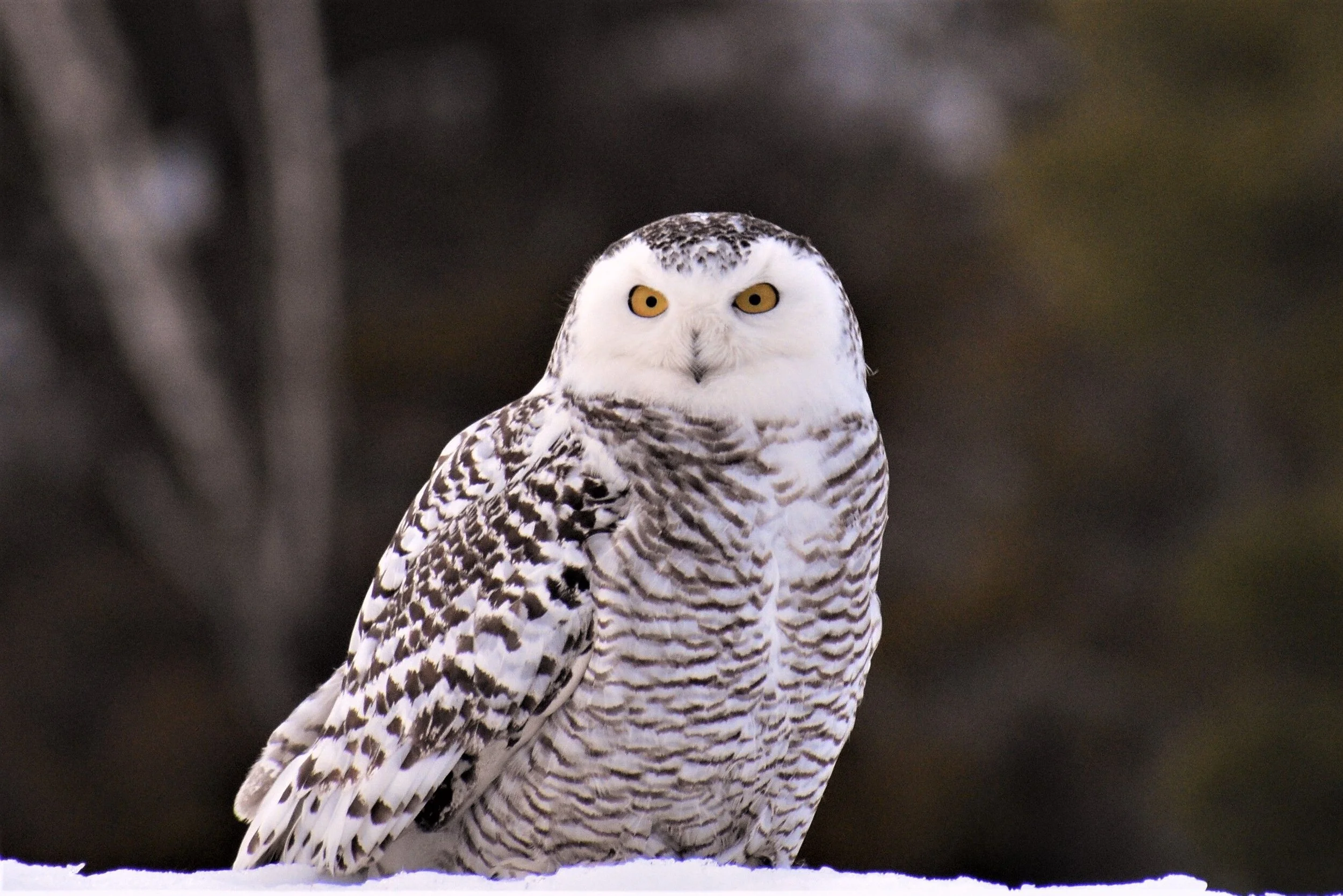 Top 10 Winter Activities at Voyageurs National Park — Voyageurs Conservancy