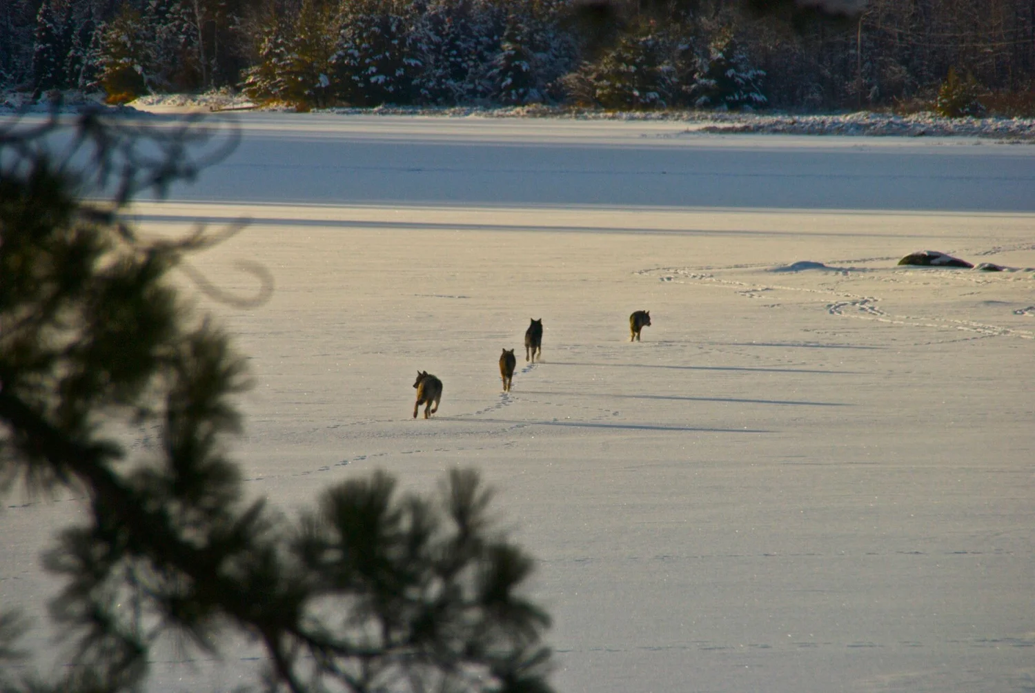 Top 10 Winter Activities at Voyageurs National Park — Voyageurs Conservancy