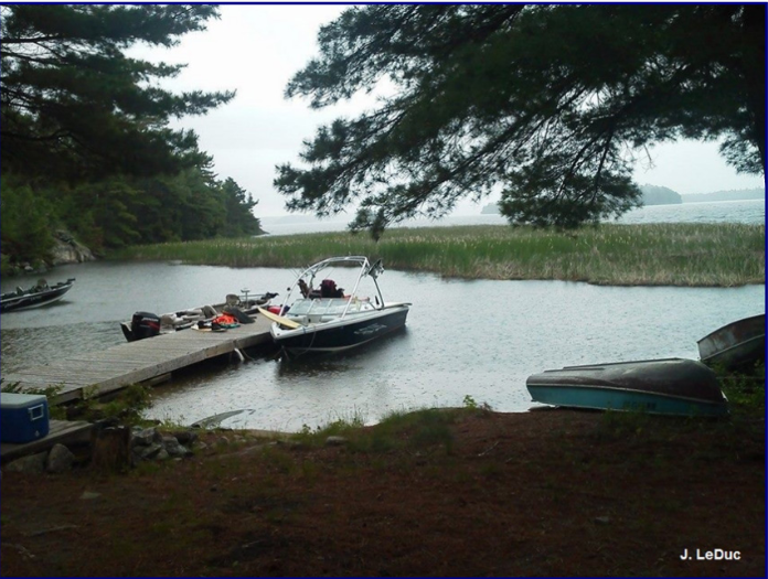 Not All Cattails are Created Equal: Typha x glauca the Silent Invader ...