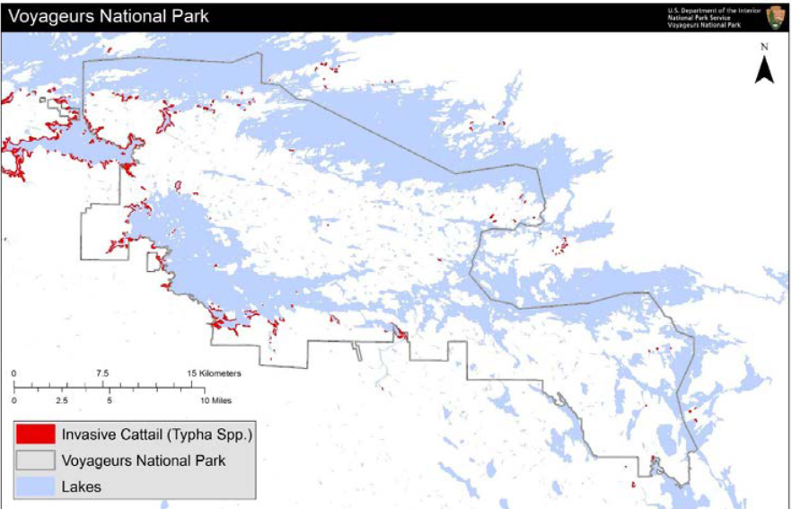 Not All Cattails are Created Equal: Typha x glauca the Silent Invader ...