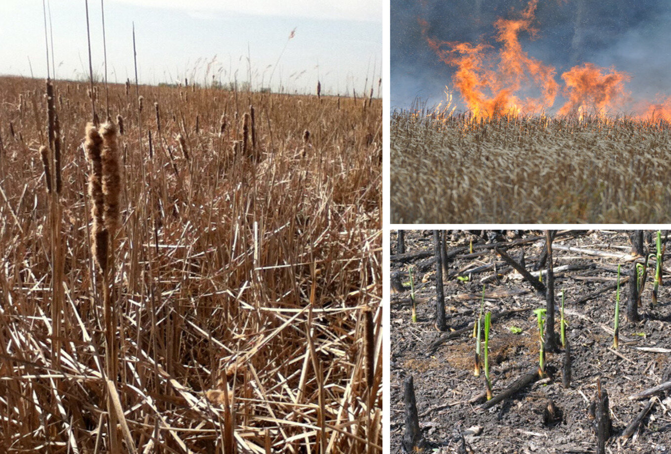 Not All Cattails are Created Equal: Typha x glauca the Silent Invader ...