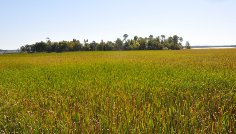 Not All Cattails are Created Equal: Typha x glauca the Silent Invader ...