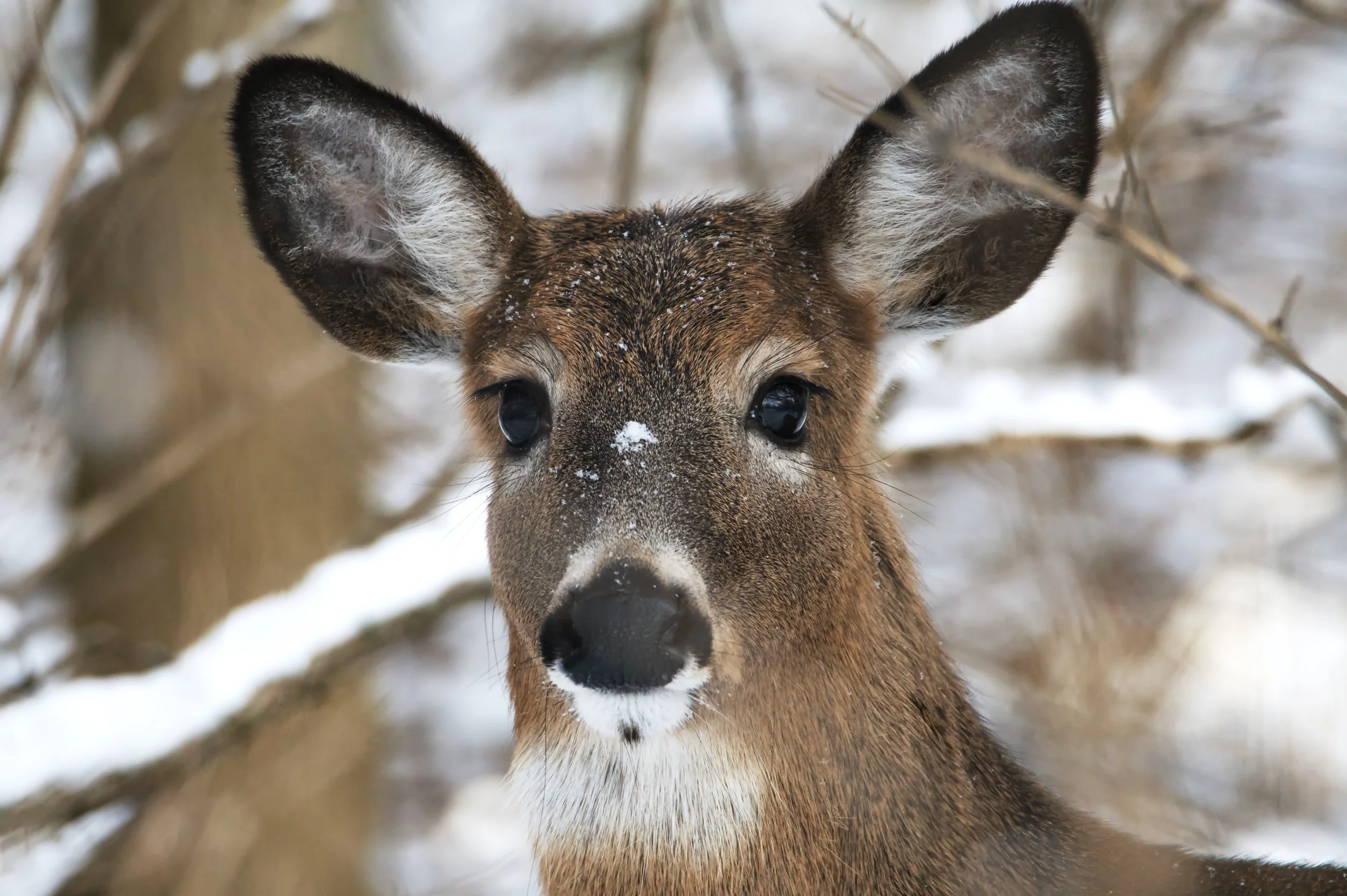 Wildlife Wonders: How Animals Thrive in Winter at Voyageurs — Voyageurs ...