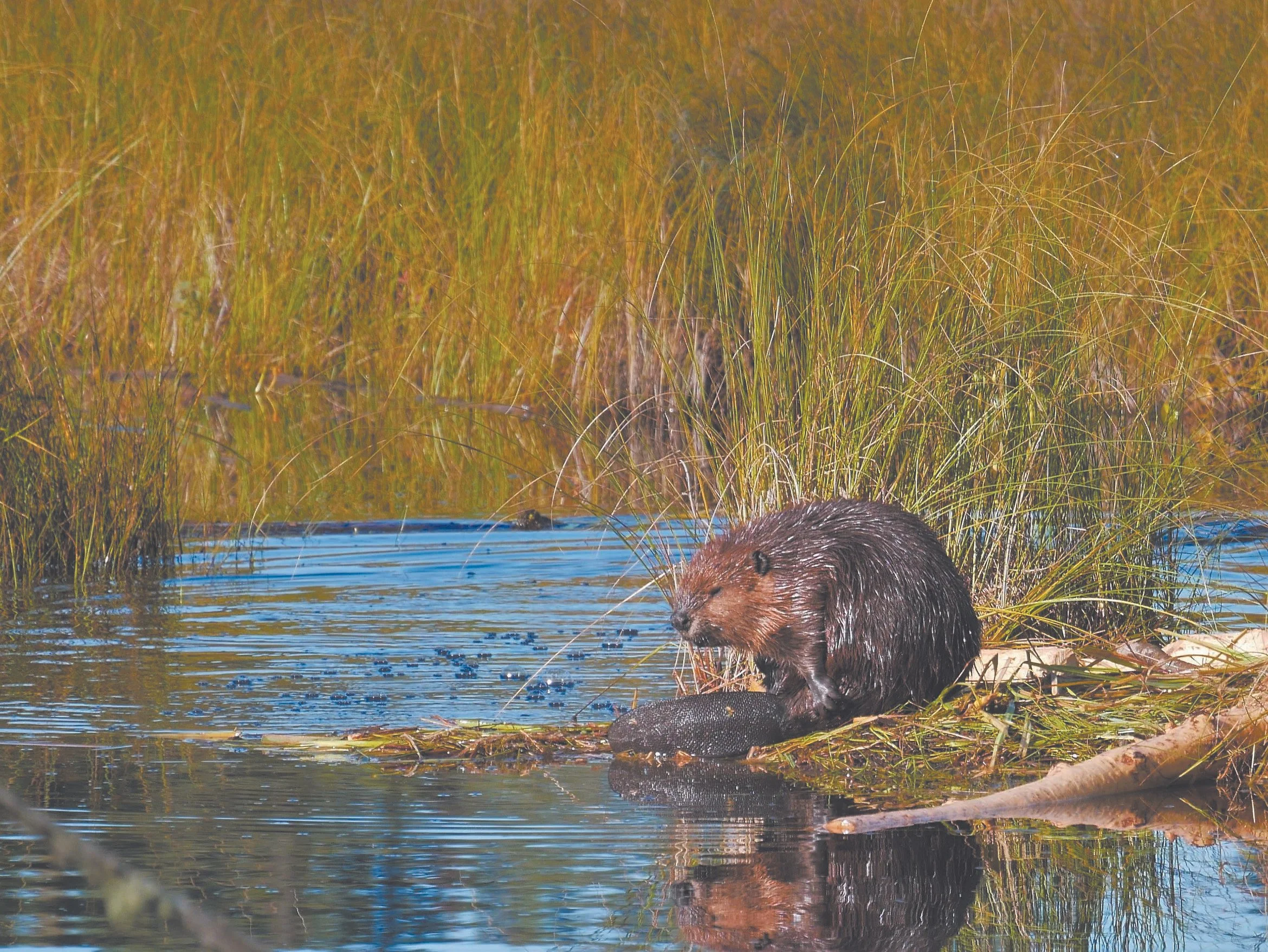 Events — Voyageurs Conservancy