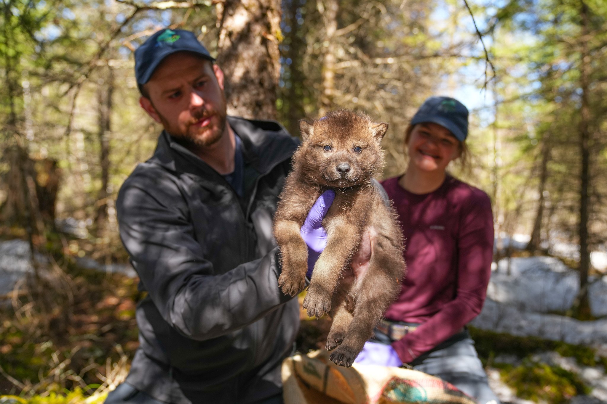 The single greatest enigma in wolf biology: wolf pup survival ...
