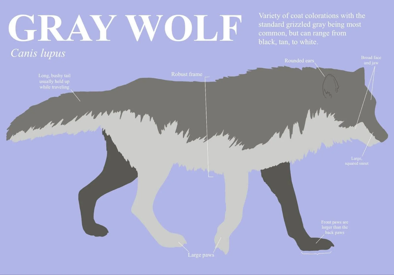 Wolves and Coyotes in Minnesota: A closer look at two iconic canines ...